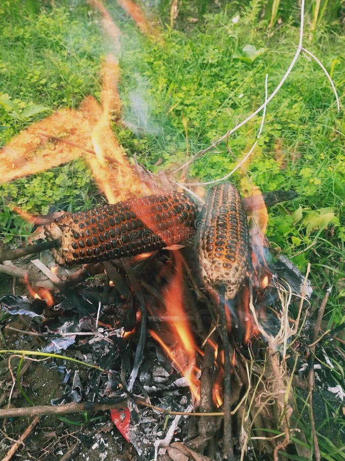 Corn on Fire to pop stock image. Image of nature, forest - 182065955