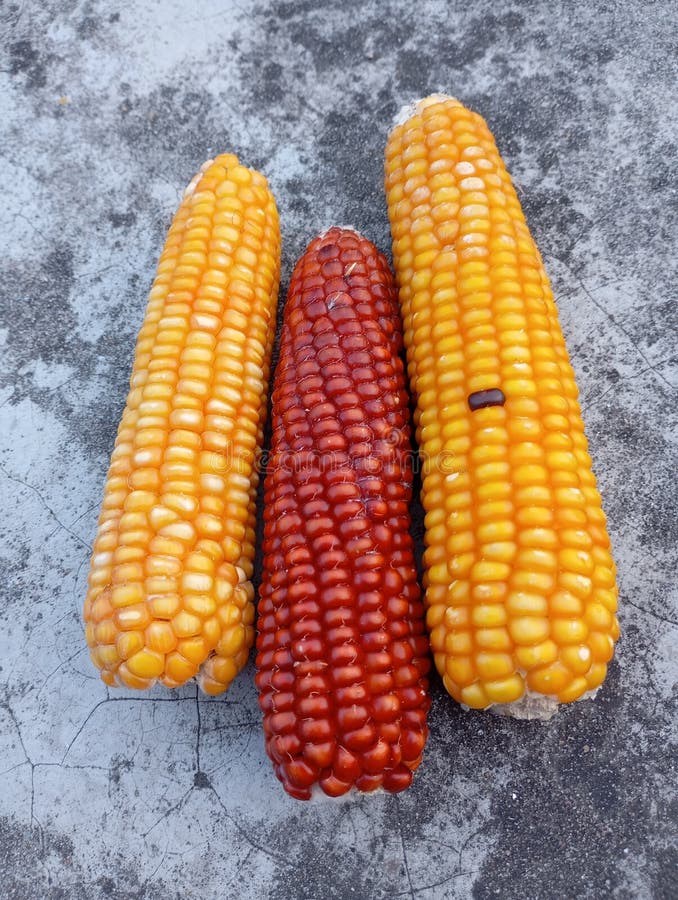 Corn Flakes in Different Colour Stock Photo - Image of india, corn ...