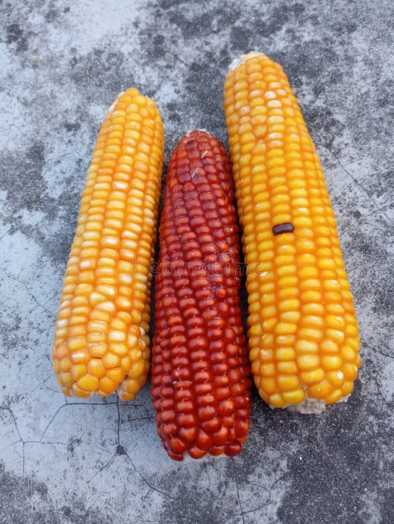 Corn Flakes in Different Colour Stock Photo - Image of corn, india ...