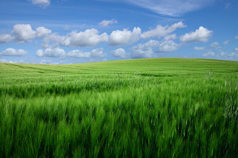 Corn fleld in denmark stock photo. Image of green, field - 263652488