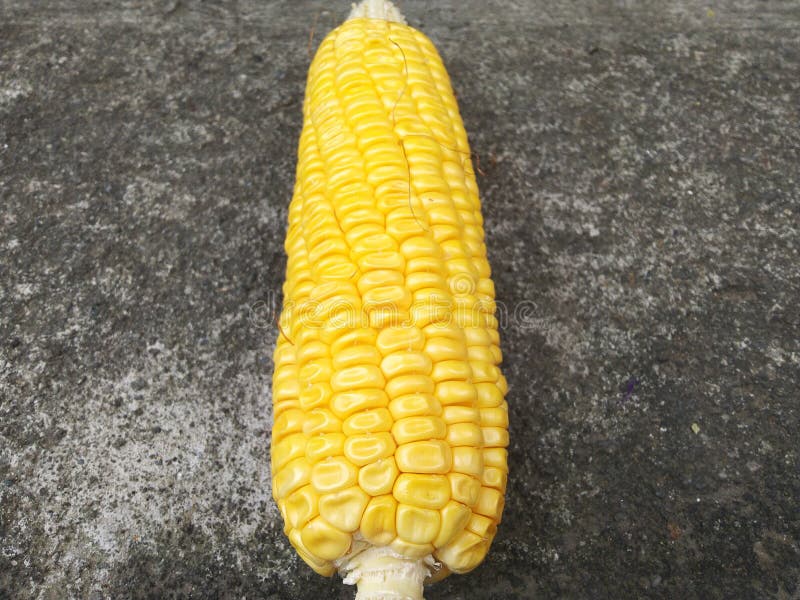 A Corn on the Floor Ready To Be Cooked Tonight Stock Photo - Image of ...