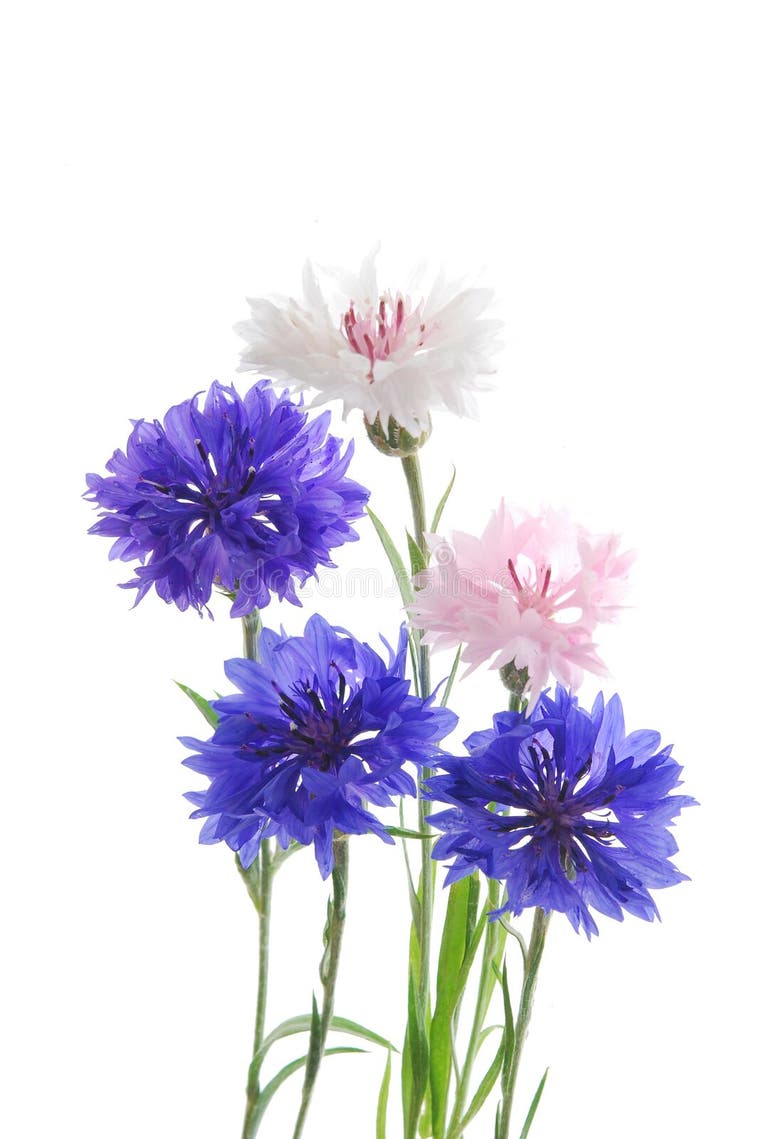 3,776 Pink Corn Flower Stock Photos - Free & Royalty-Free Stock Photos ...