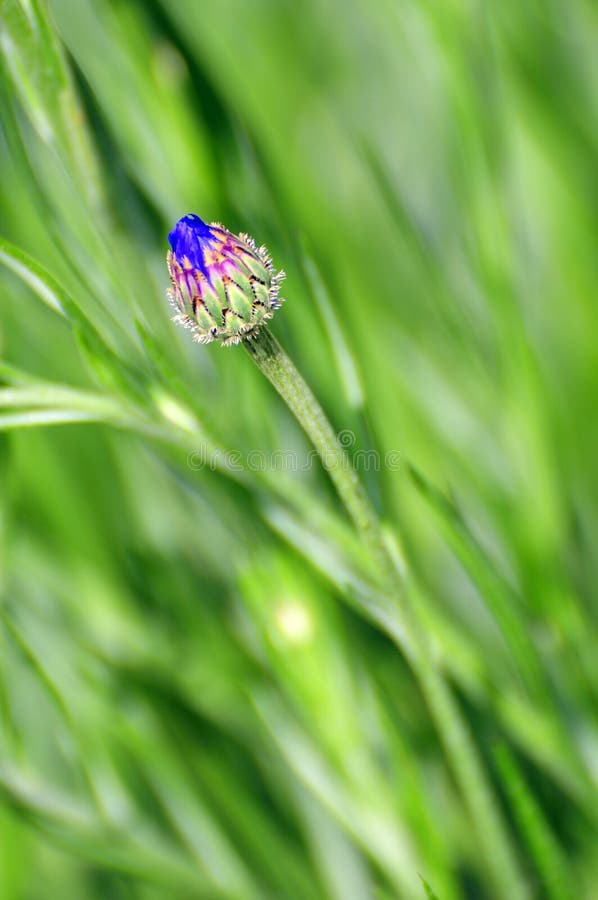 Corn Flower, Blue, Centaurea Cyanus. a Weed. Stock Photo - Image of ...