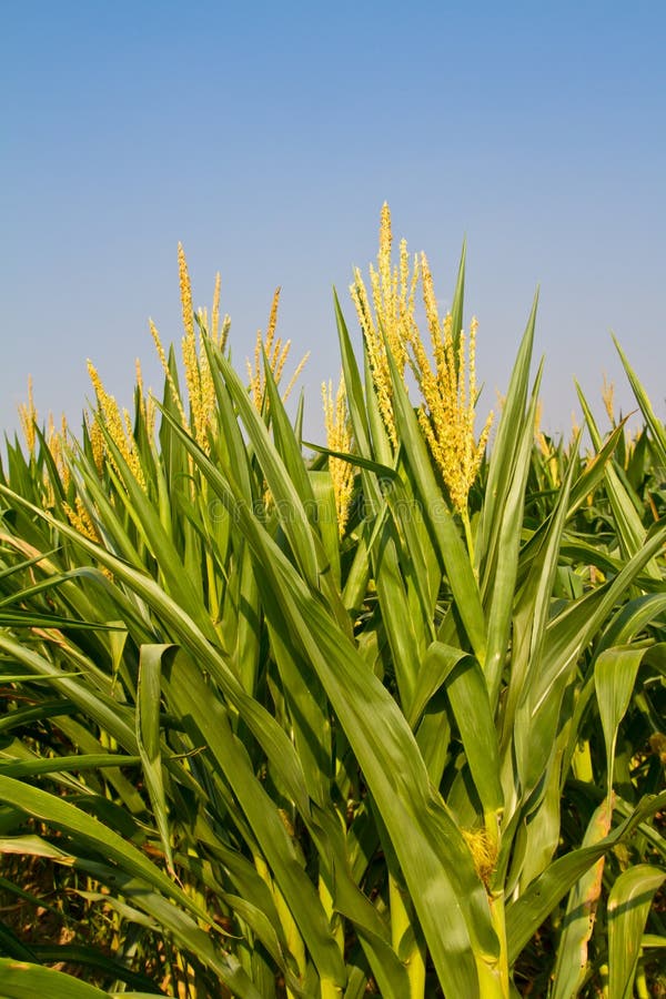 Corn Flower in the Farm Against Blue Sky Stock Image - Image of farm ...