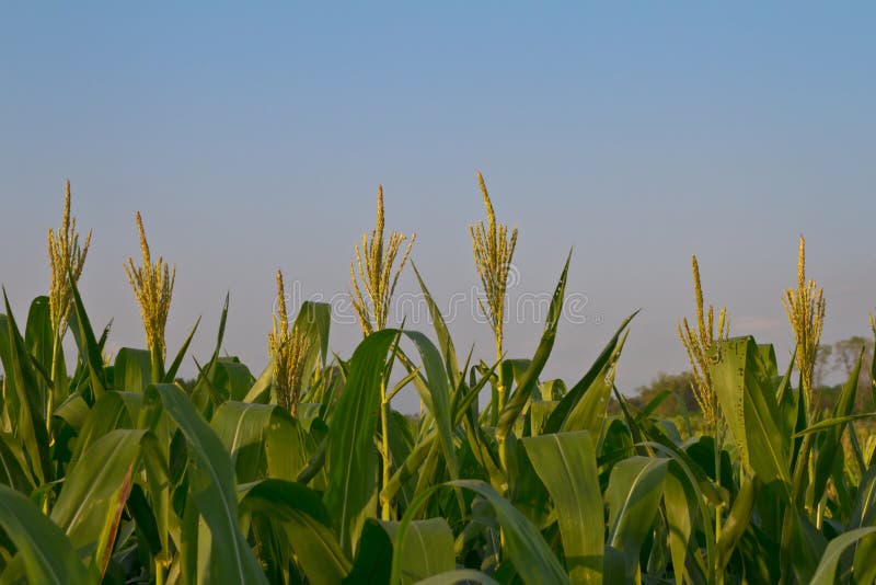 Corn flower in the farm stock photo. Image of environment - 30061024