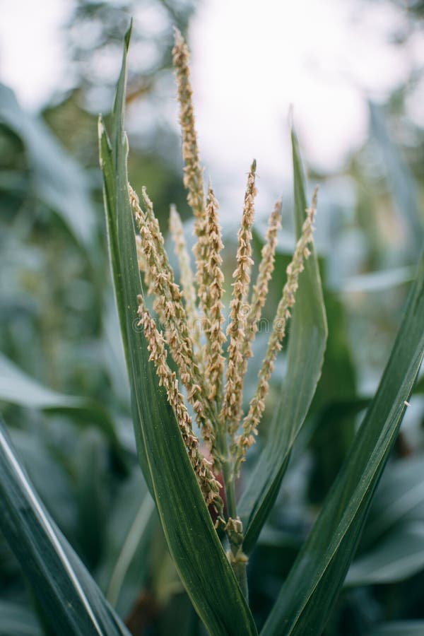 Corn Flower for Corn Fertilize Each Other Stock Image - Image of ...