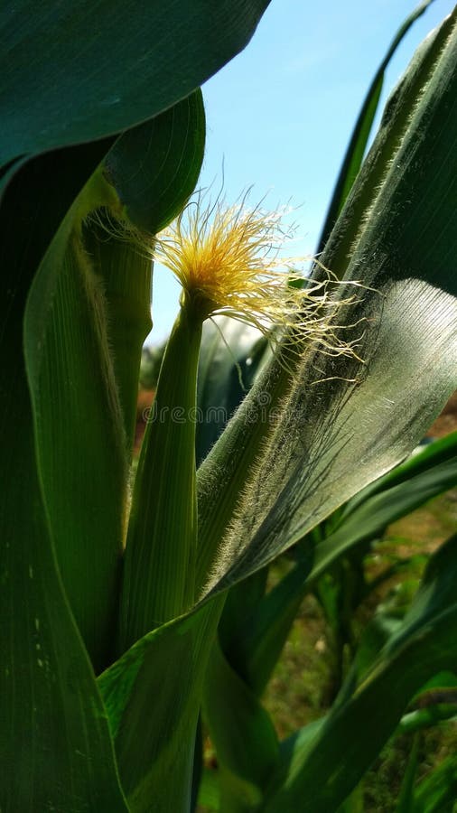 Corn flower in the field stock photo. Image of lawn - 184153122