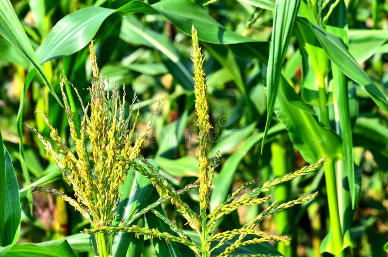 Corn flower stock photo. Image of lush, cloud, field - 37442206