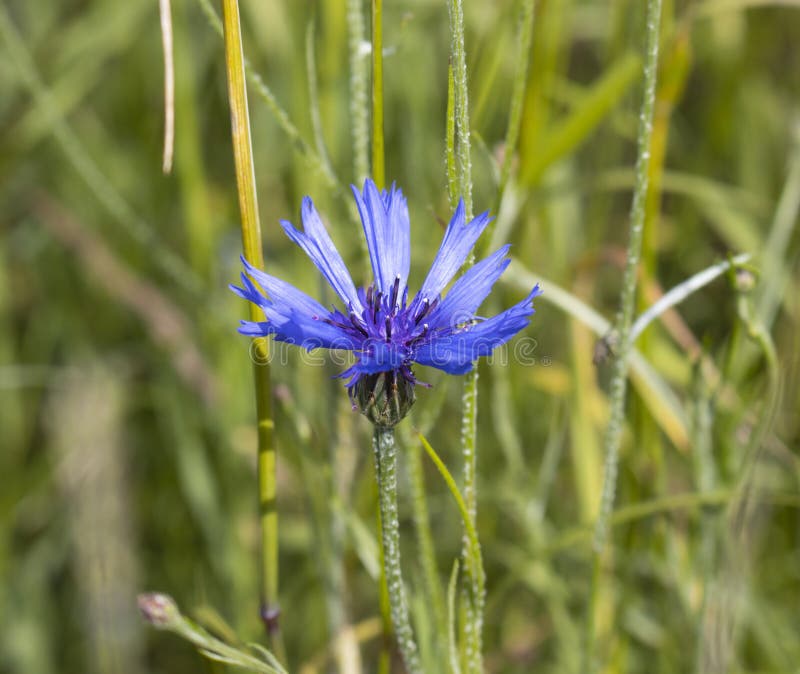 Corn Flower on a Field on Sylt Stock Image - Image of sylt, biking: 332368187