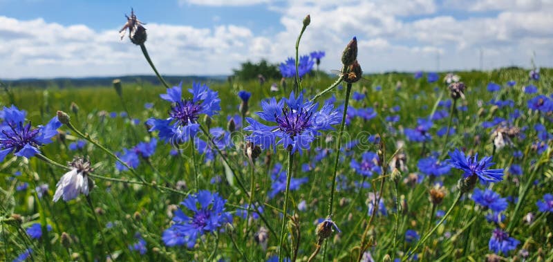 Corn flower fields stock image. Image of flowers, cornflowers - 222157881