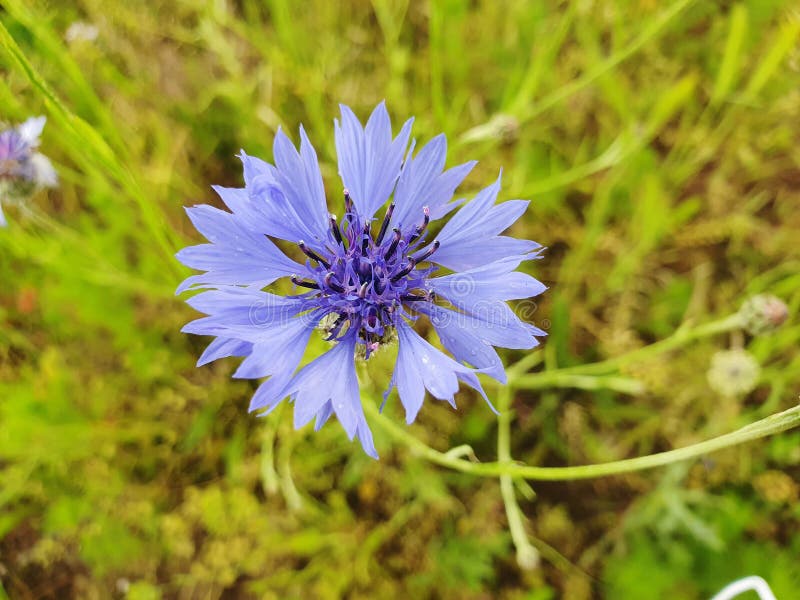 Corn Flower in the fields stock photo. Image of corn - 220553212