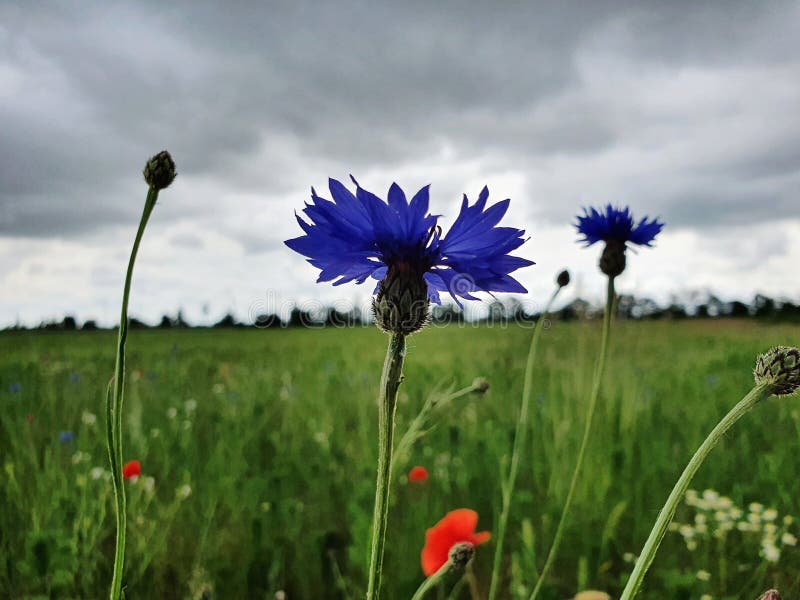 Corn Flower in the fields stock photo. Image of plant - 220553230
