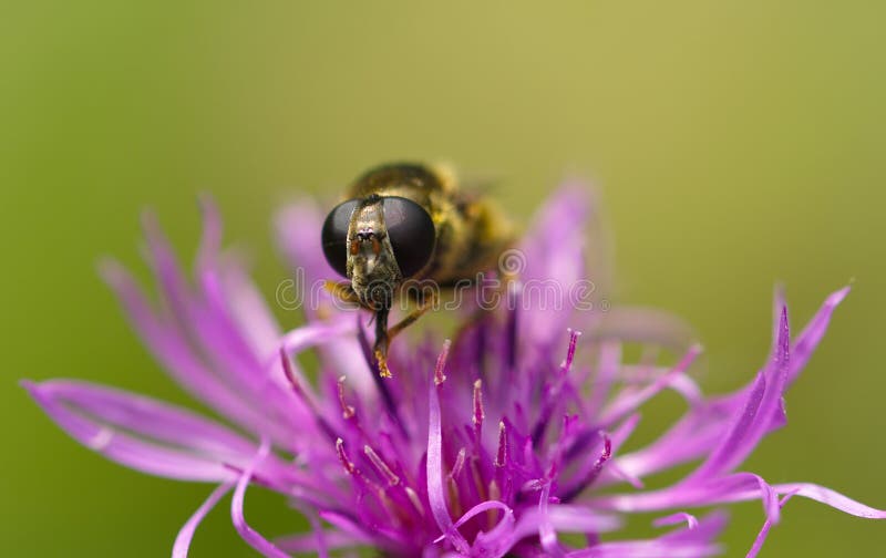 Corn Flower Fly Insect Macro Background Stock Photo - Image of petal ...