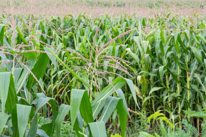Corn flower stock photo. Image of cereal, cornfield, freshness - 88178262