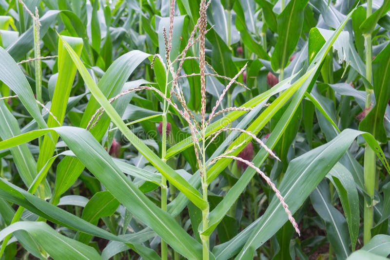 Corn flower stock image. Image of fresh, farm, maize - 88178427