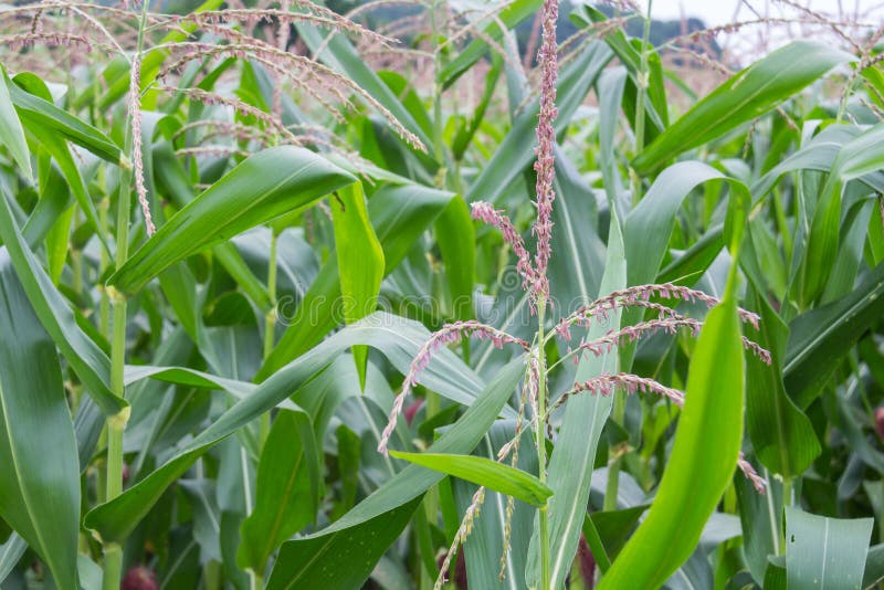 Corn flower stock image. Image of farming, cultivation - 88178449