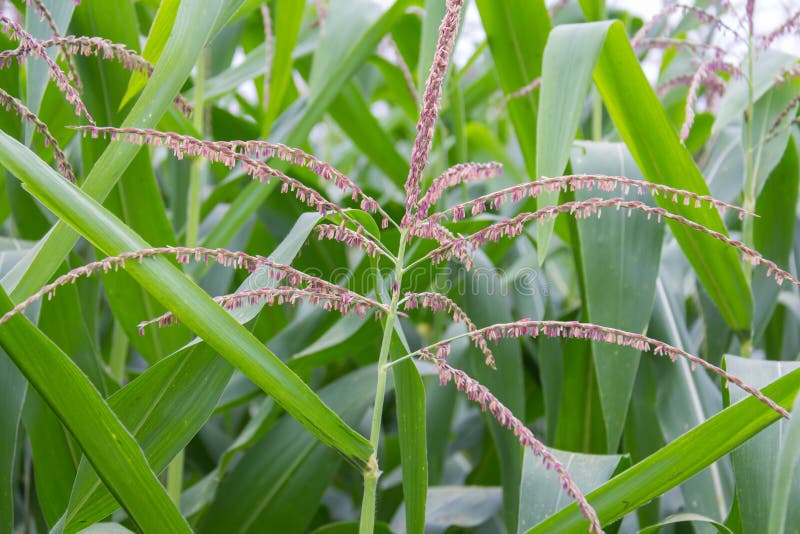 Corn flower stock image. Image of cultivation, food, corncob - 88178695