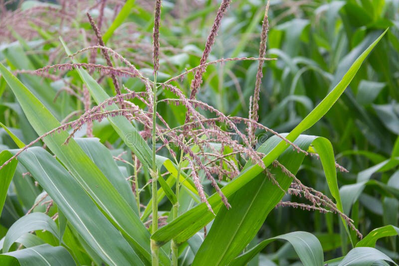 Corn flower stock image. Image of field, harvest, leaf - 88178857