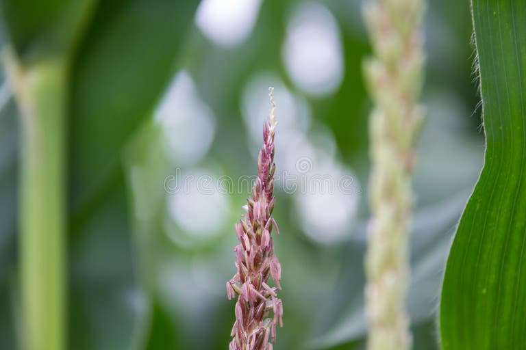 5,730 Maize Flower Stock Photos - Free & Royalty-Free Stock Photos from ...