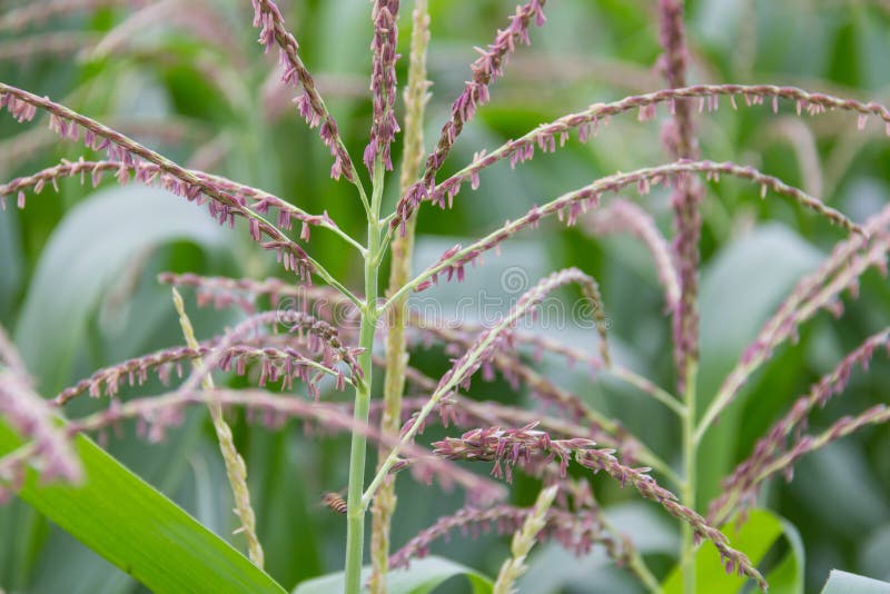 Corn flower stock photo. Image of maize, country, cornfield - 88181458