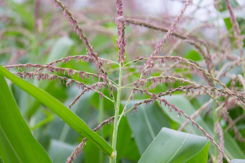 Corn flower stock photo. Image of agricultural, farmland - 88181676