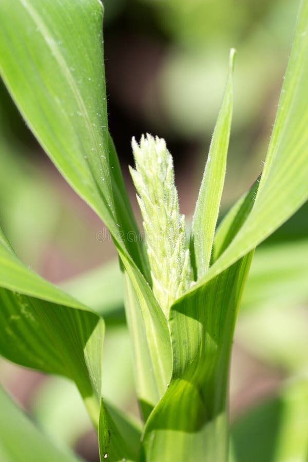 Corn flower stock photo. Image of cultivated, young, green - 77592128