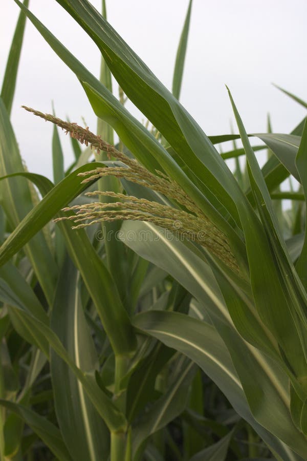 Corn Flower Leaf Plant Natural Stock Photo - Image of natural ...