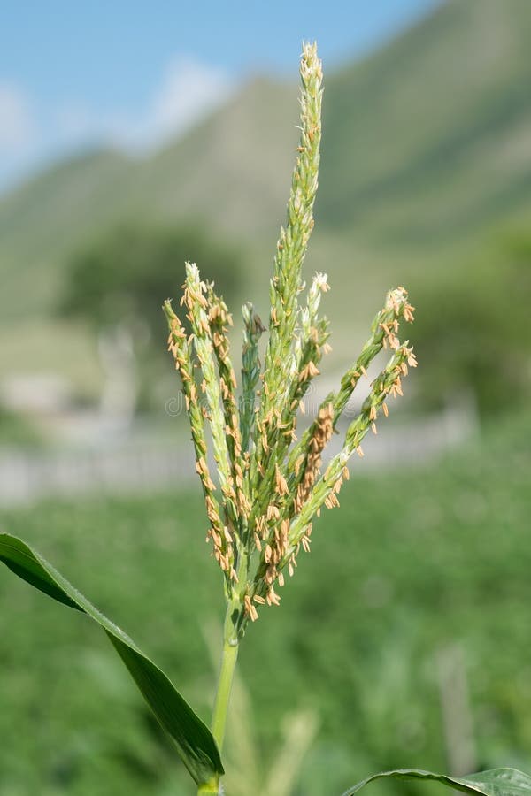 Corn flower male in field stock image. Image of growth - 74160451