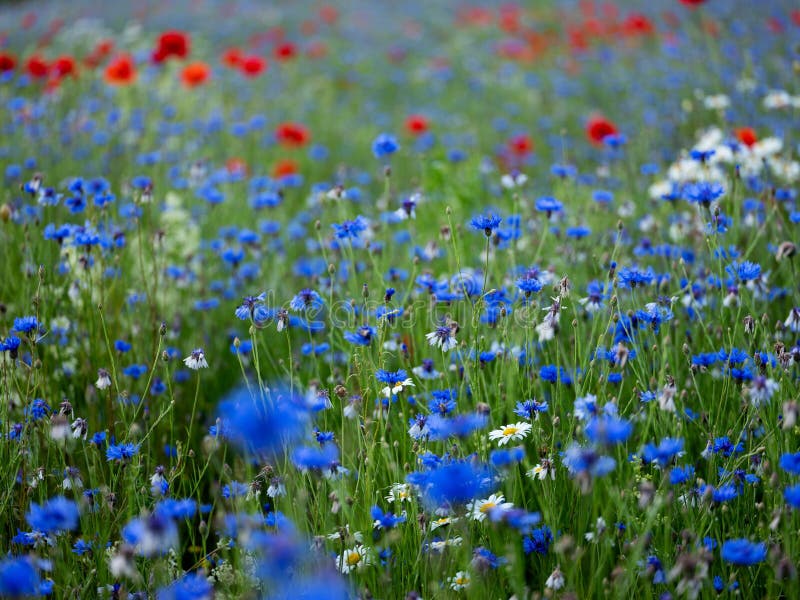 Corn Flower Meadow stock image. Image of summer, cultivation - 236883351