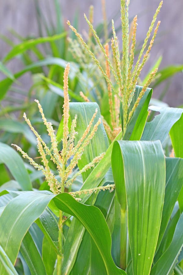 Corn flower stock image. Image of nature, green, farming - 53644849