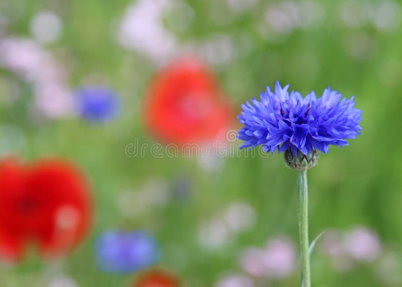 Corn flower stock photo. Image of nature, green, outdoors - 94127754
