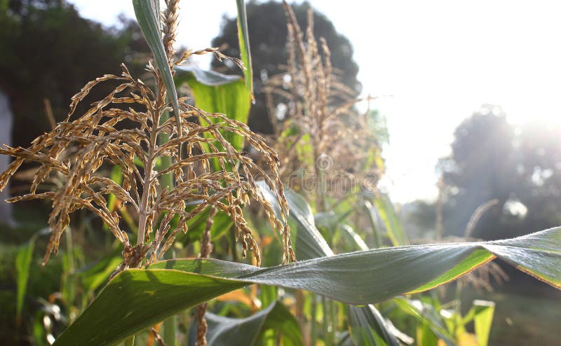 Corn Flower in the Rays of the Morning Sun, Close-up, Growing Corn ...