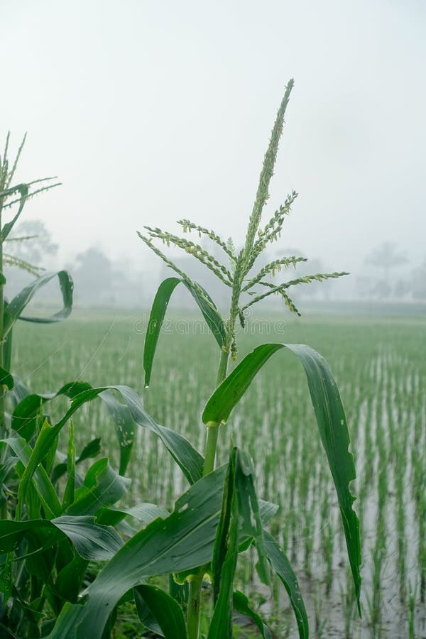 Corn Flower on the Rice Fields Stock Photo - Image of branch, flower ...