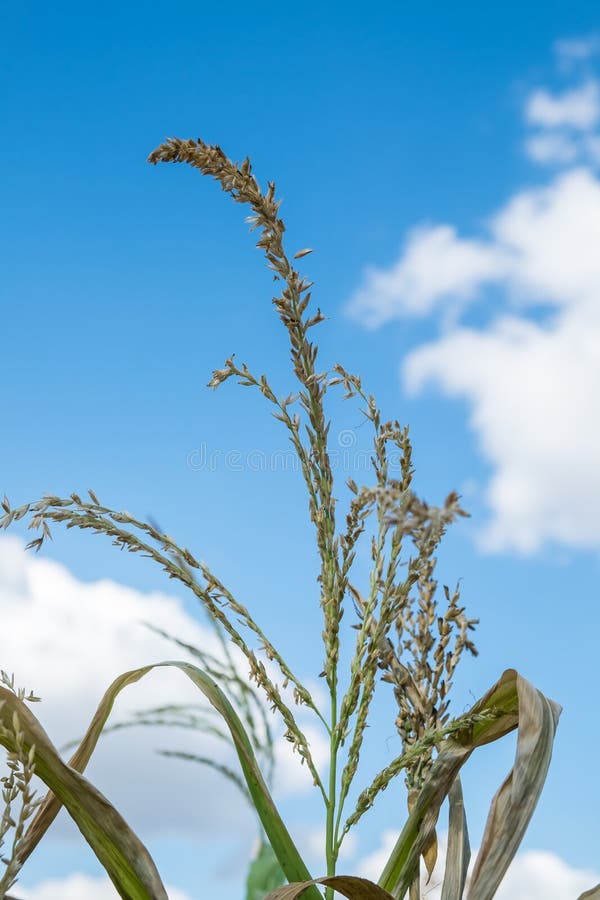 Corn flower stock photo. Image of corn, crop, food, flower - 64722436
