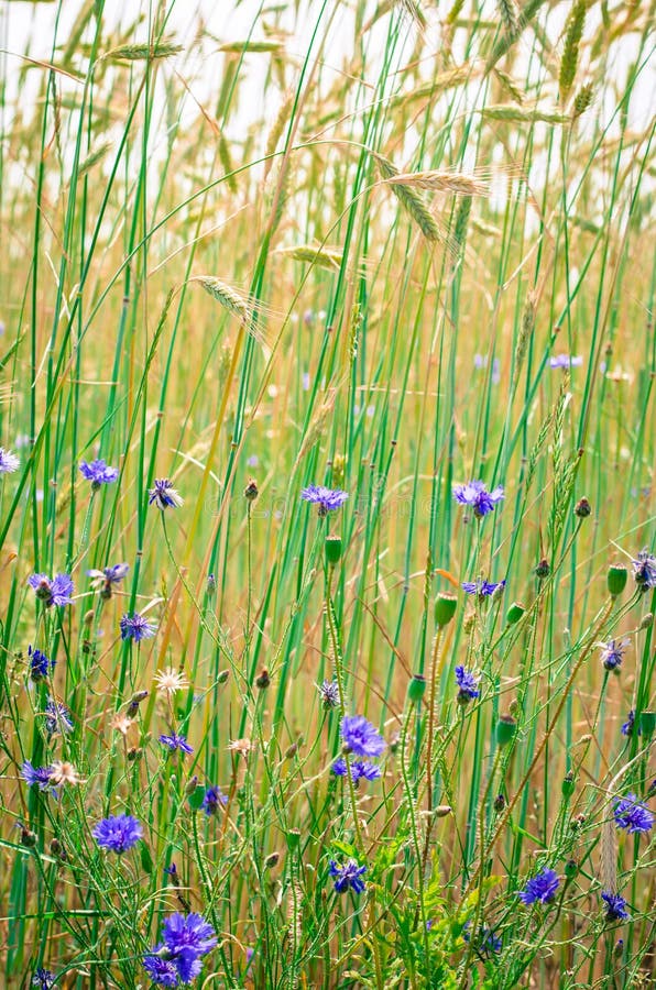 Corn-flower in wheat field stock image. Image of blue - 55518433