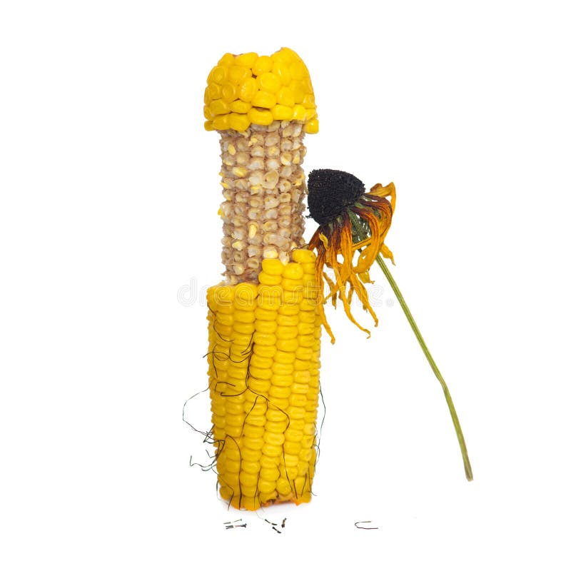 Corn with a Flower on a White Background. Stock Photo - Image of leaf ...