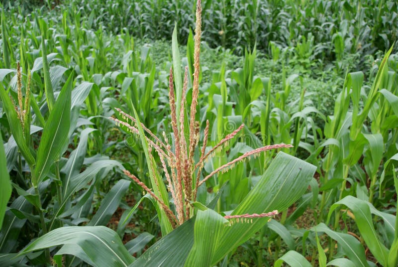 Corn flowering stock photo. Image of prospect, human, duty - 5851966