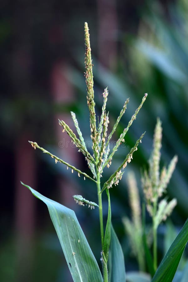 Corn flowers stock image. Image of corn, august, macro - 15674599