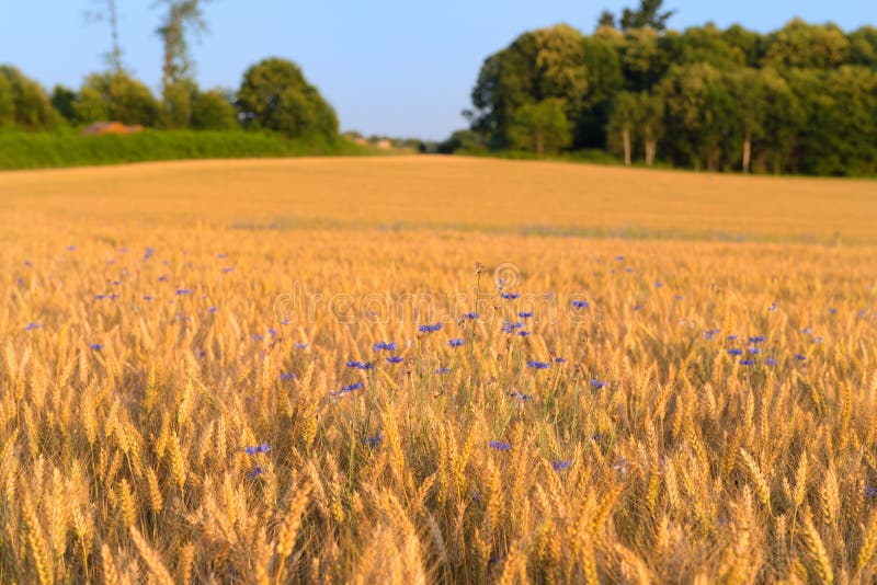 Corn Flowers in Grain Field Stock Photo - Image of nature, cornflower ...