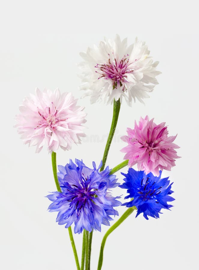 Corn Flowers stock photo. Image of closeups, flower, nature - 59297346