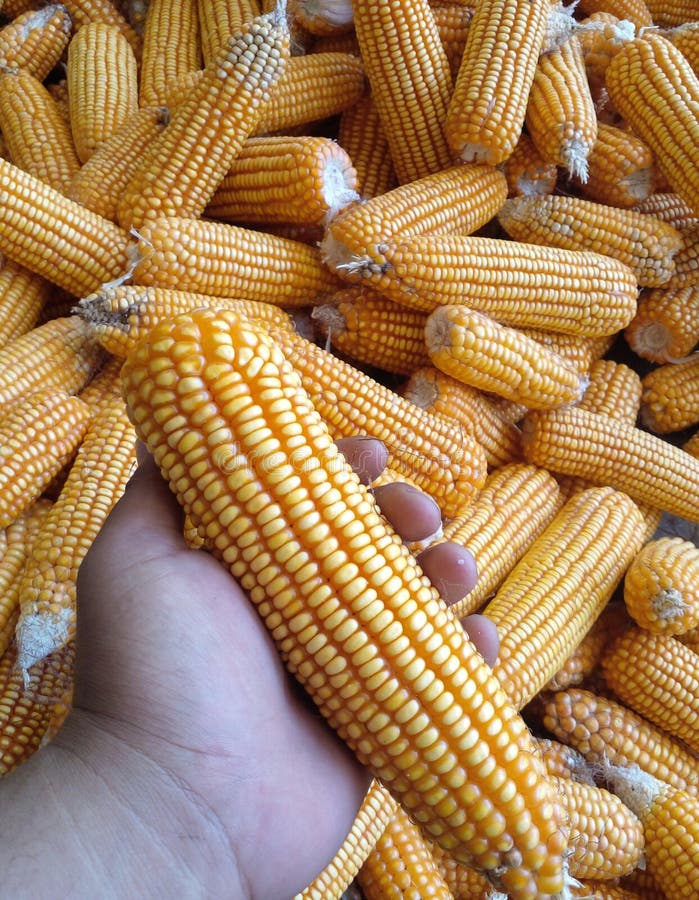 Corn Feed for Drying Process in Indonesia Stock Image - Image of ...
