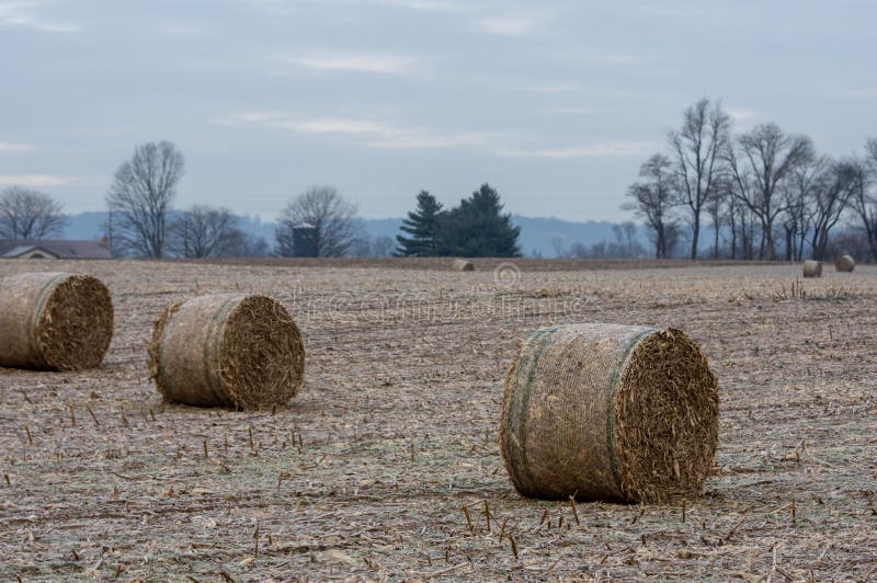 Corn Fodder Round Bales in Field Stock Photo - Image of cloud, fall ...