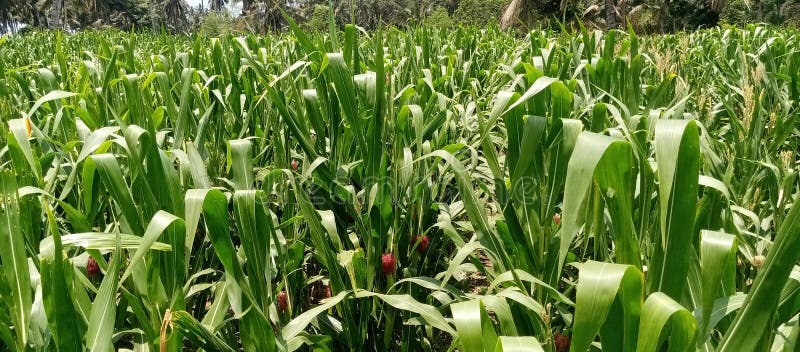 Corn is a Food Crop that Produces Carbohydrates Stock Image - Image of ...
