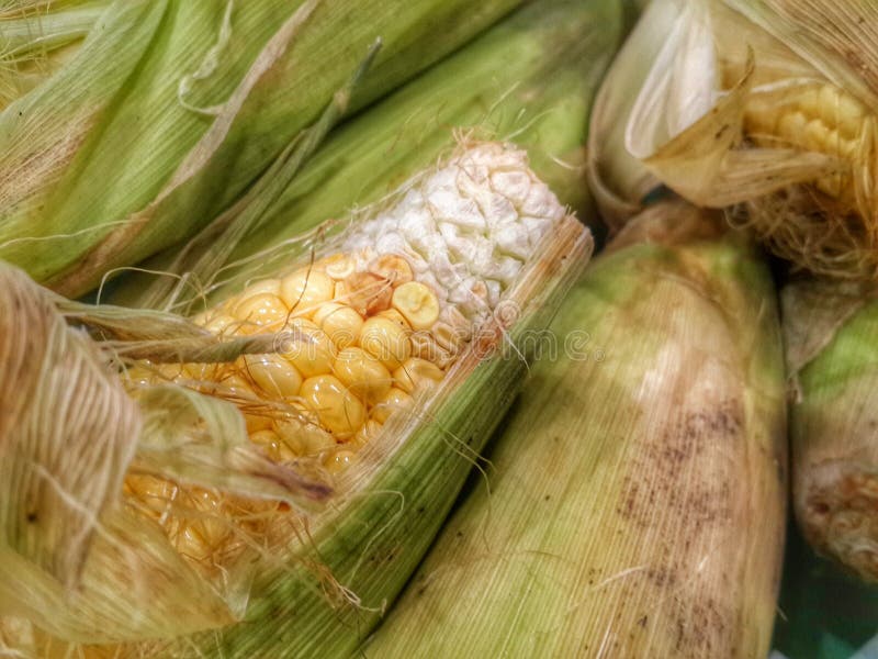 Corn stock photo. Image of food, market, corn, unripe - 61273152