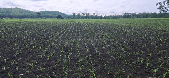 Corn Form Landscapes of Melghat Forest. Stock Image - Image of corn ...