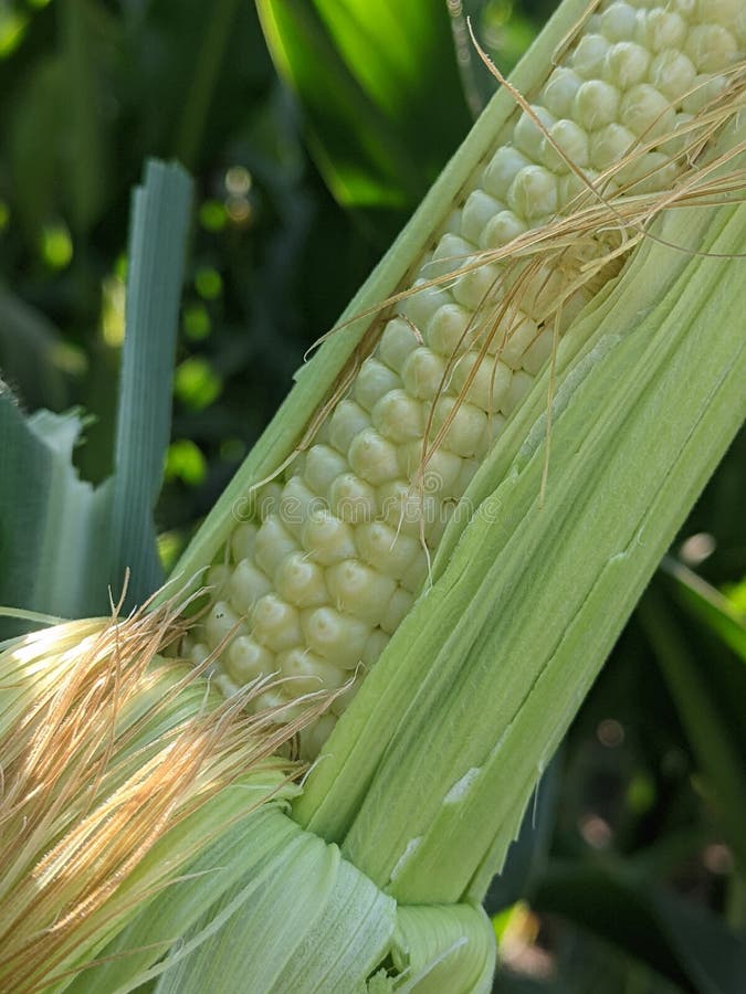 Corn. Formation of a cob stock image. Image of tree - 360929391