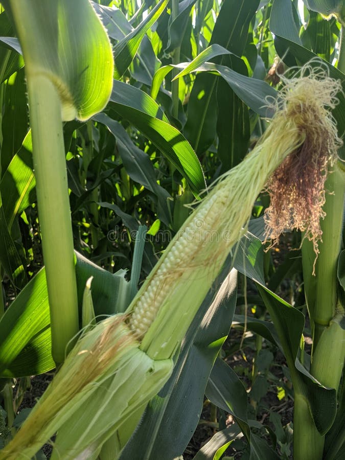 Corn. Formation of a cob stock photo. Image of wildlife - 360929380