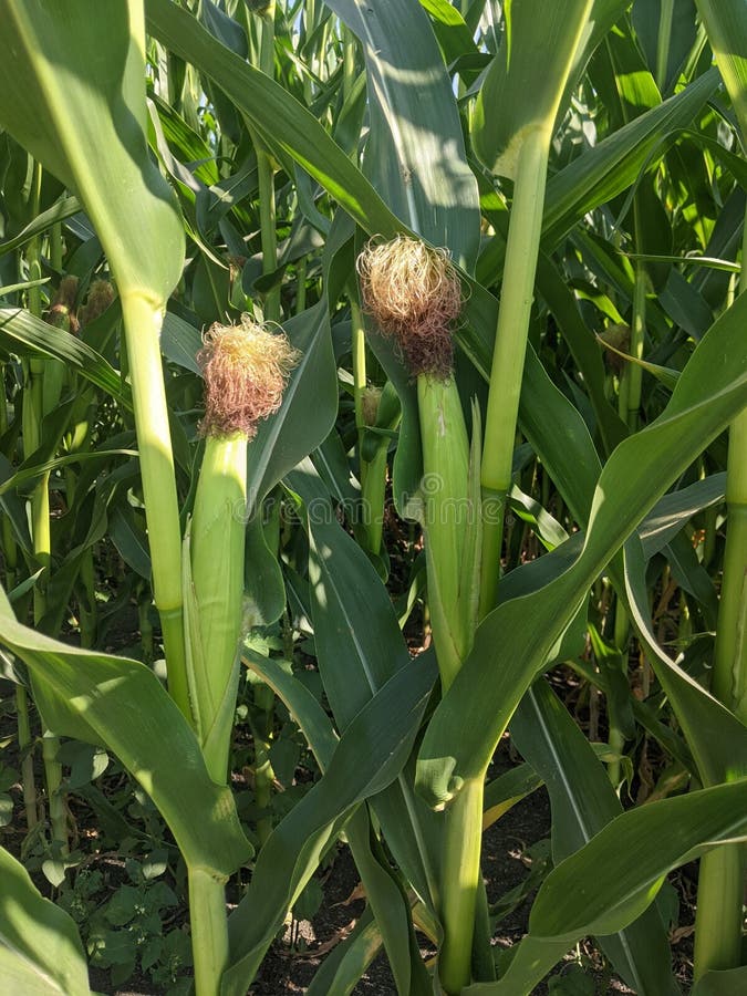 Corn. Formation of a cob stock image. Image of jungle - 360929415