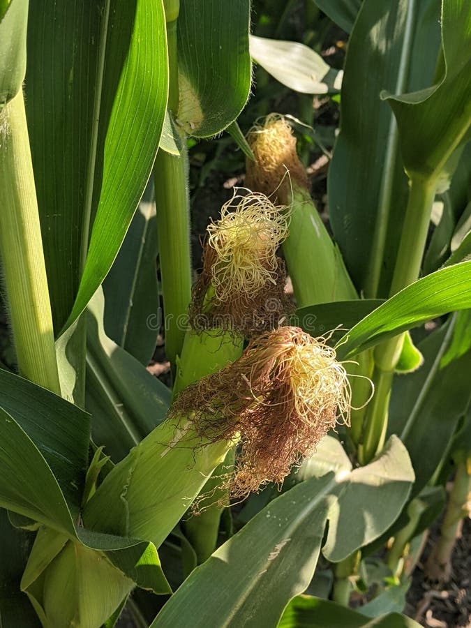 Corn. Formation of a cob stock image. Image of garden - 360929433