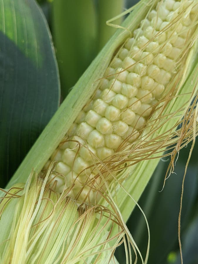 Corn. Formation of a cob stock image. Image of crop - 360929481